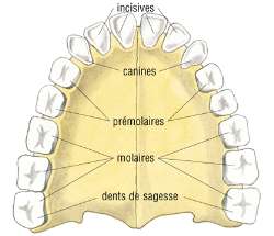 Dents : définition - docteurclic.com
