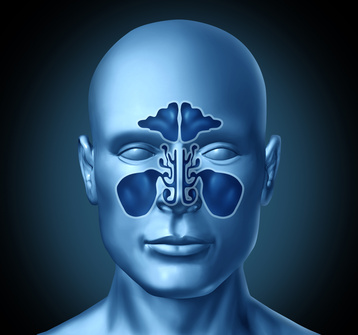 Sinus : définition - docteurclic.com
