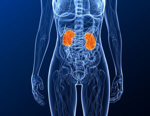 Néphrologie : définition - docteurclic.com