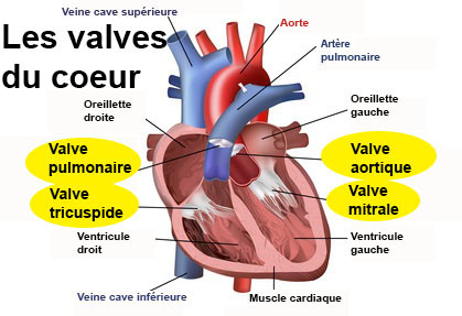 Valvulopathies : symptômes, traitement, définition - docteurclic.com