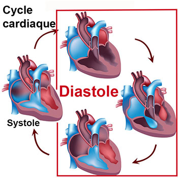 Diastole : définition - docteurclic.com