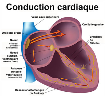 Conduction cardiaque : définition - docteurclic.com