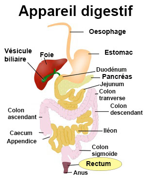 Rectite - Proctite : symptômes, traitement, définition - docteurclic.com