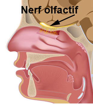 Anosmie : symptômes, traitement, définition - docteurclic.com