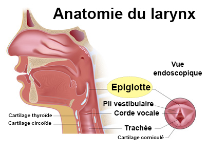 Épiglotte : définition - docteurclic.com