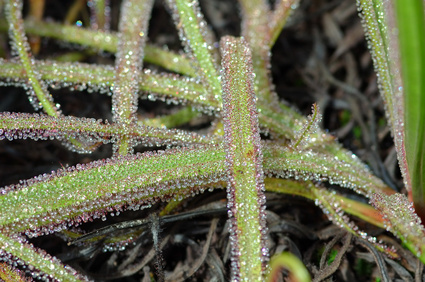 Drosera (homéopathie) : posologie, traitement, indications ...