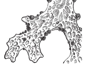 Sticta pulmonaria (homéopathie) : posologie, traitement, indications ...