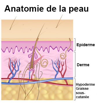 Maladies de la peau : symptômes, traitement, définition - docteurclic.com