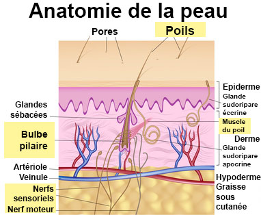 Poils : définition