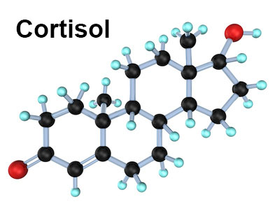 Cortisol : définition - docteurclic.com