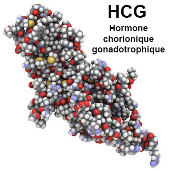 Hormone chorionique gonadotrophique, HCG, béta HCG examen - docteurclic.com