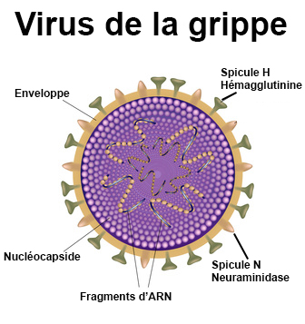 Grippe, virus de la grippe : symptômes, traitement, définition ...