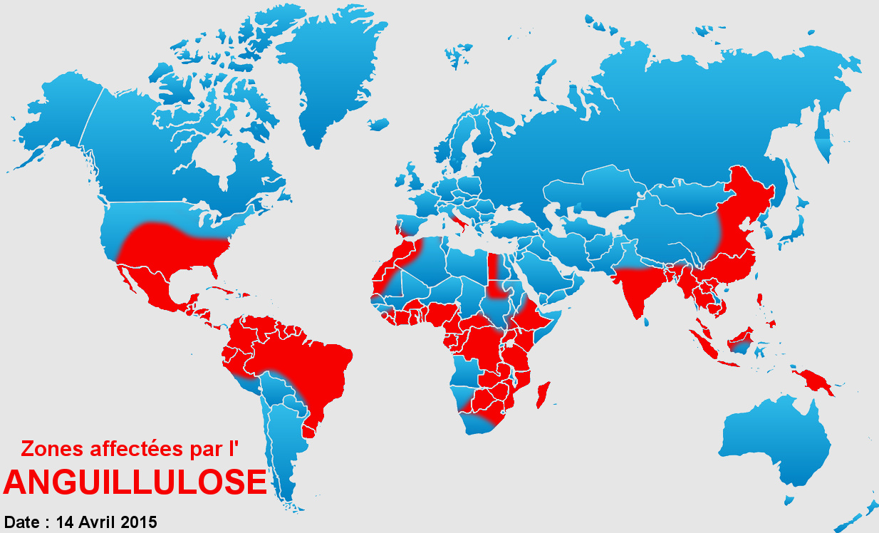 Anguillulose : symptômes, traitement, définition - docteurclic.com