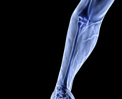 Avant bras : définition - docteurclic.com