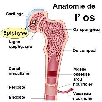Épiphyse osseuse : définition - docteurclic.com