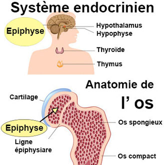 Épiphyse : définition - docteurclic.com