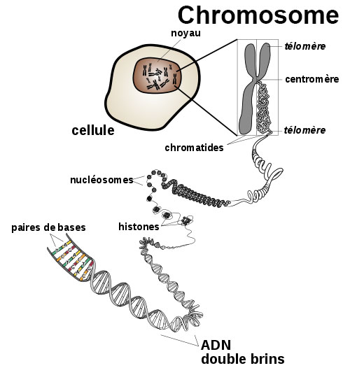 Dépistage non invasif des anomalies chromosomiques au cours de la ...