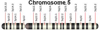 Aberrations chromosomiques : symptômes, traitement, définition ...