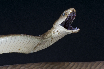 Morsure de serpent : symptômes, traitement, définition - docteurclic.com