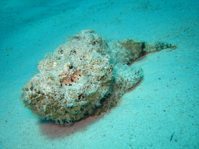 Poissons-pierre : définition - docteurclic.com