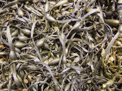 Algues : définition, technique - docteurclic.com