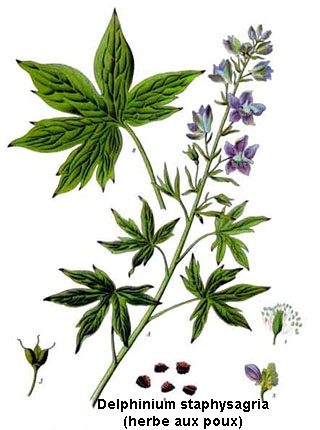 Staphysagria (homéopathie) : posologie, traitement, indications ...