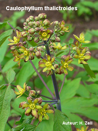 Caulophyllum (homéopathie) : posologie, traitement, indications ...