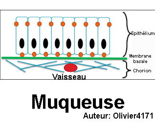 Muqueuse : définition - docteurclic.com