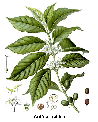 Coffea cruda (homéopathie) : posologie, traitement, indications ...