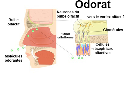 Odorat : définition - docteurclic.com
