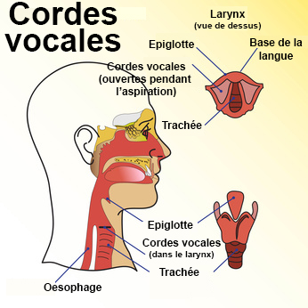 Cordes vocales : définition - docteurclic.com