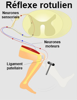 Réflexes : définition - docteurclic.com